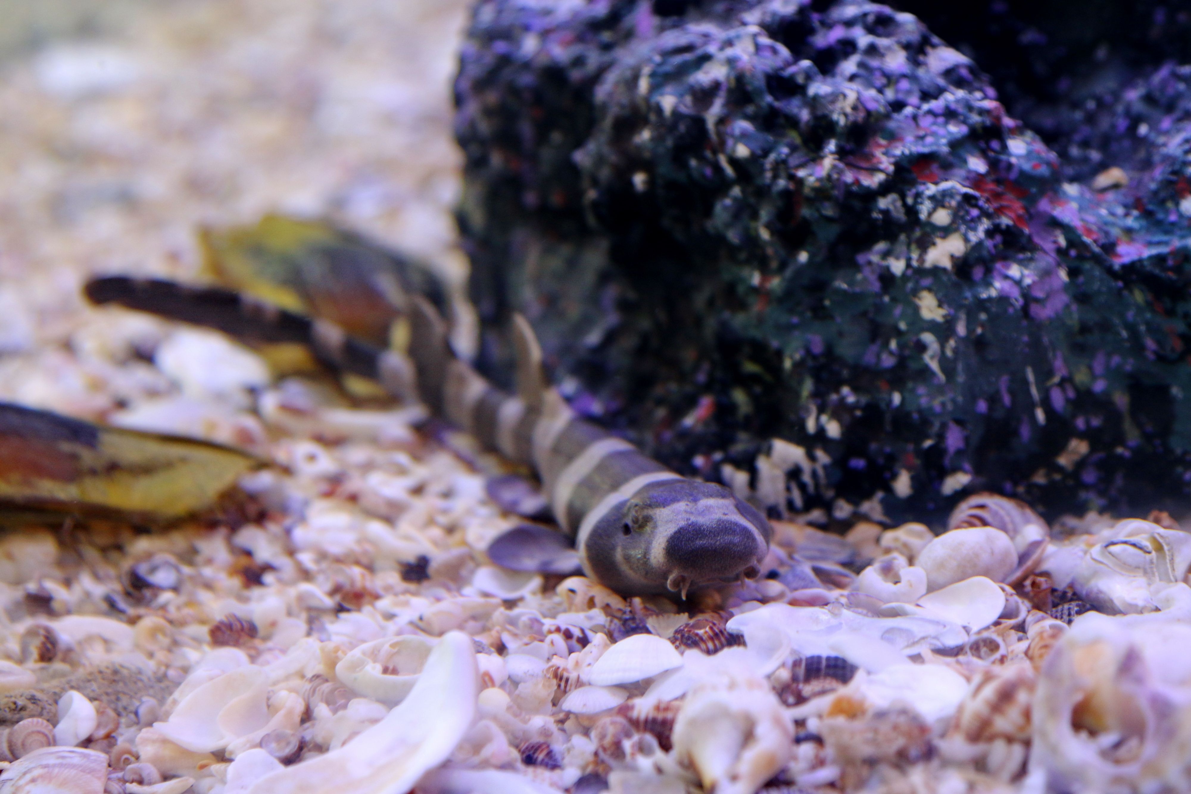 Bamboo Shark Nursery | JW Marriott Khao Lak Resort & Spa | Marriott ...